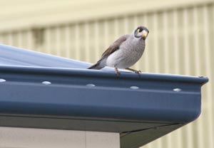 Gutter Protection from Birds and Pests - Leaf Shield Australia